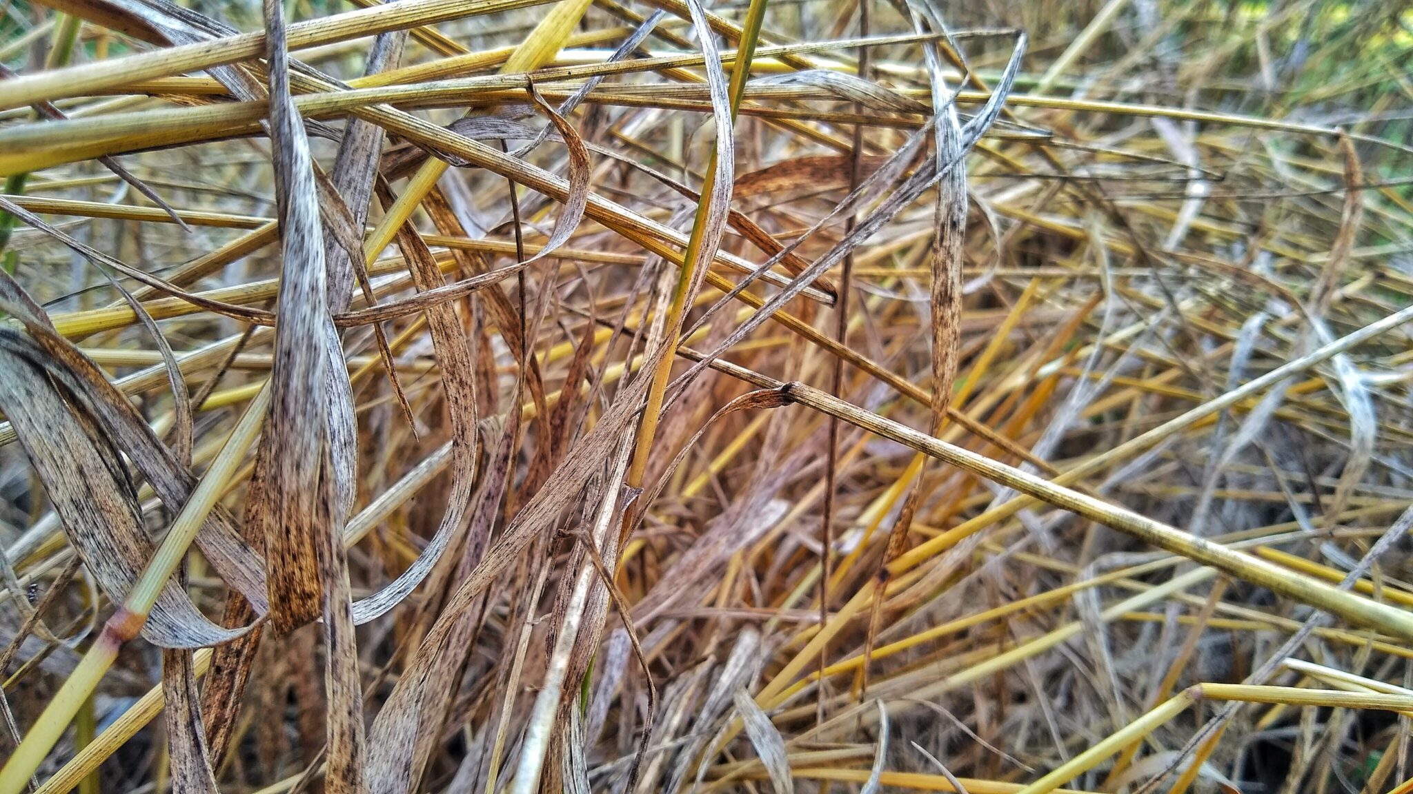 Dry Grass Stalks - Unrecompensed